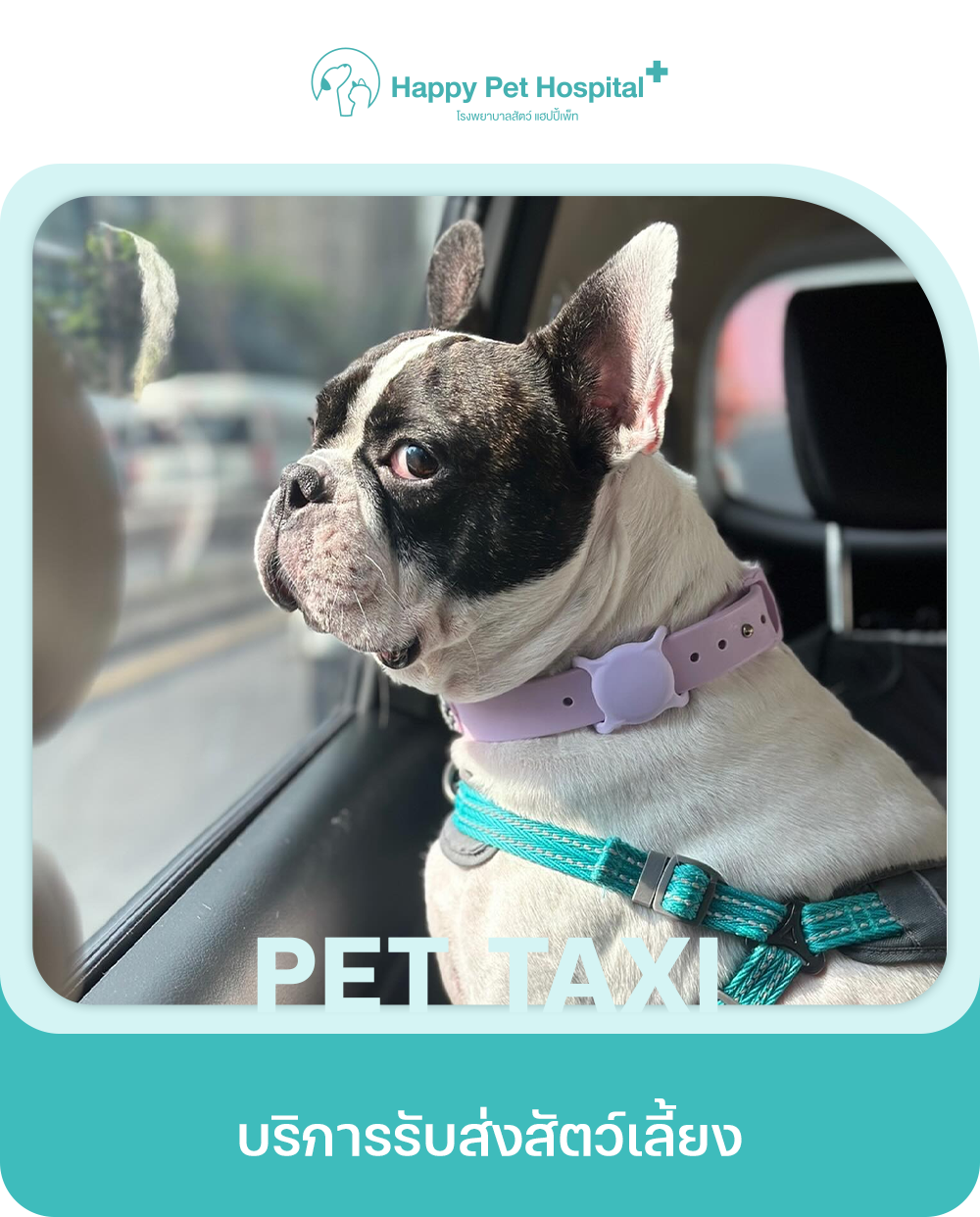 Pet Taxi | Happy Pet Hospital